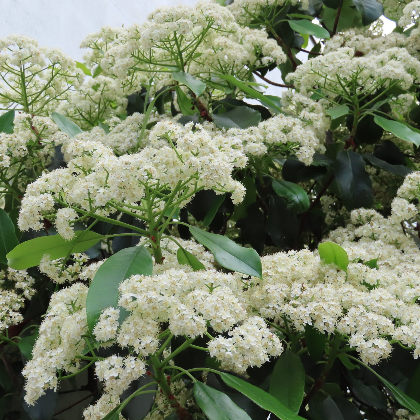 Nannyberry Viburnum Bush – Green Thumbs Garden