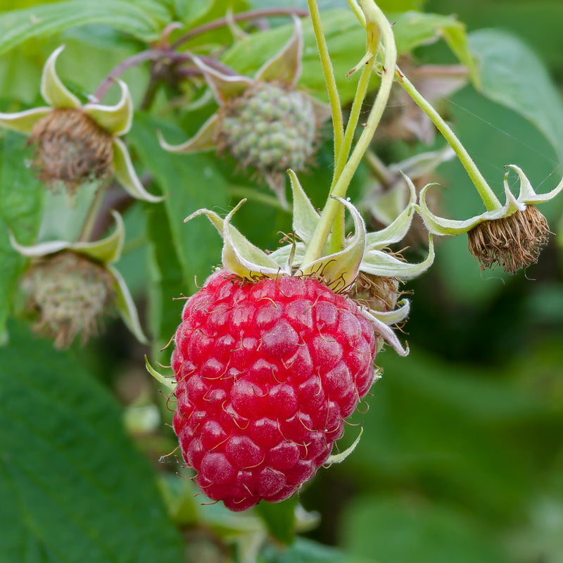 Native Red Raspberry – Green Thumbs Garden
