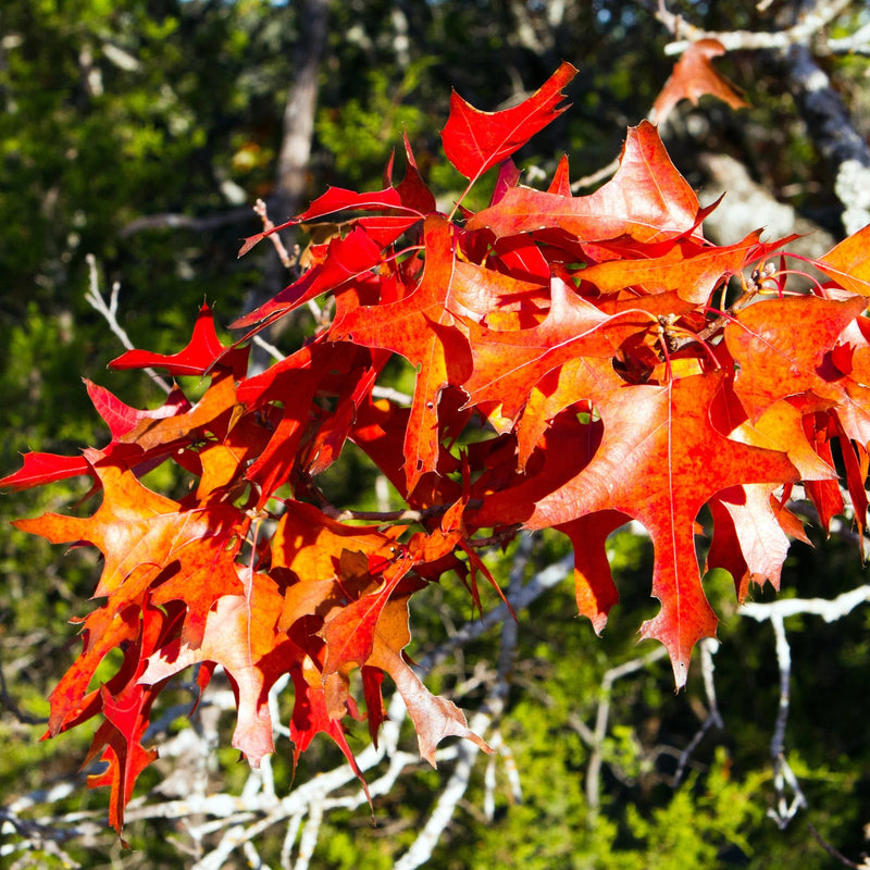 Nuttall Oak Tree – Green Thumbs Garden