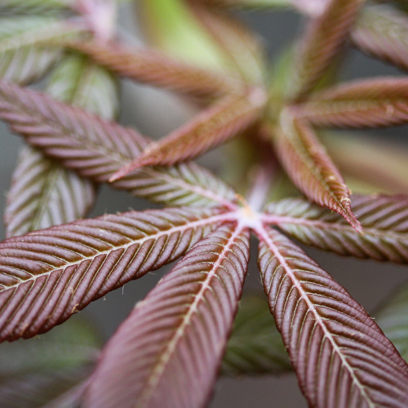 Ohio Buckeye Tree – Green Thumbs Garden