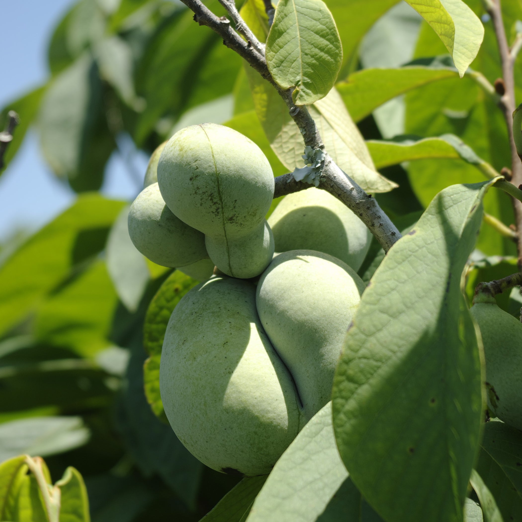 Paw Paw Tree – Green Thumbs Garden