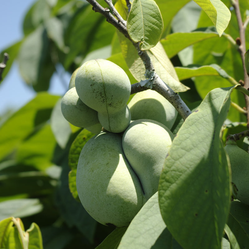 Paw Paw Tree – Green Thumbs Garden