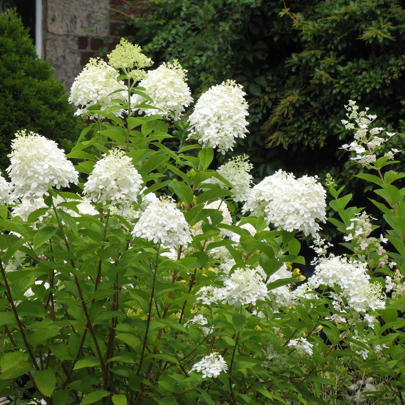 Pee Gee Hydrangea Bush – Green Thumbs Garden