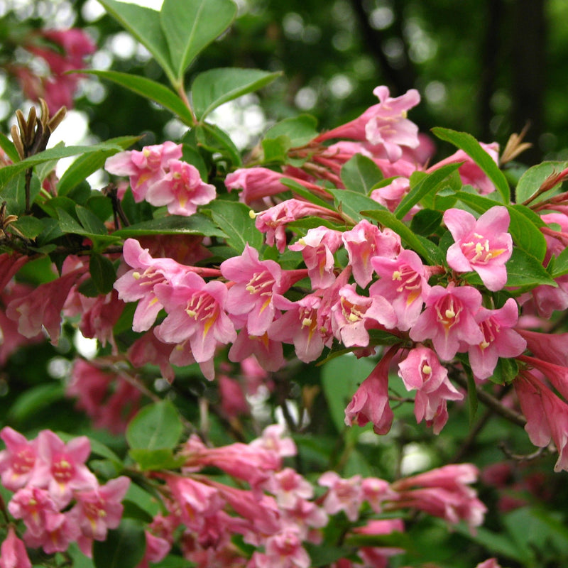 Pink Weigela GT – Green Thumbs Garden