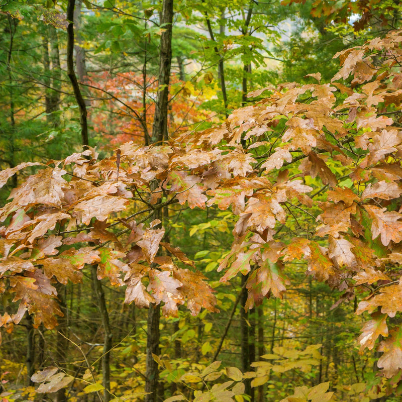 Post Oak Tree – Green Thumbs Garden