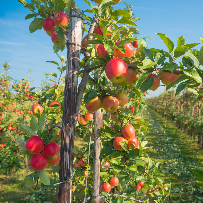 Jonathan Apple Tree – Green Thumbs Garden