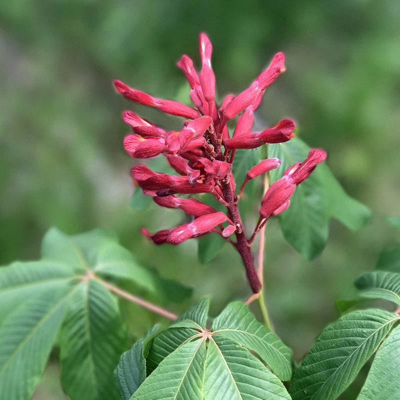 Red Buckeye Tree – Green Thumbs Garden