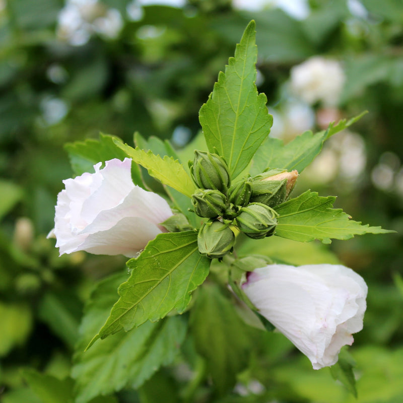 Red Heart Althea Shrub – Green Thumbs Garden