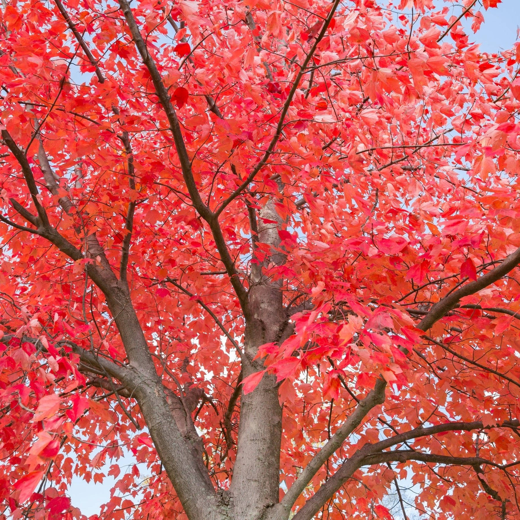 Red Sunset Maple Tree – Green Thumbs Garden