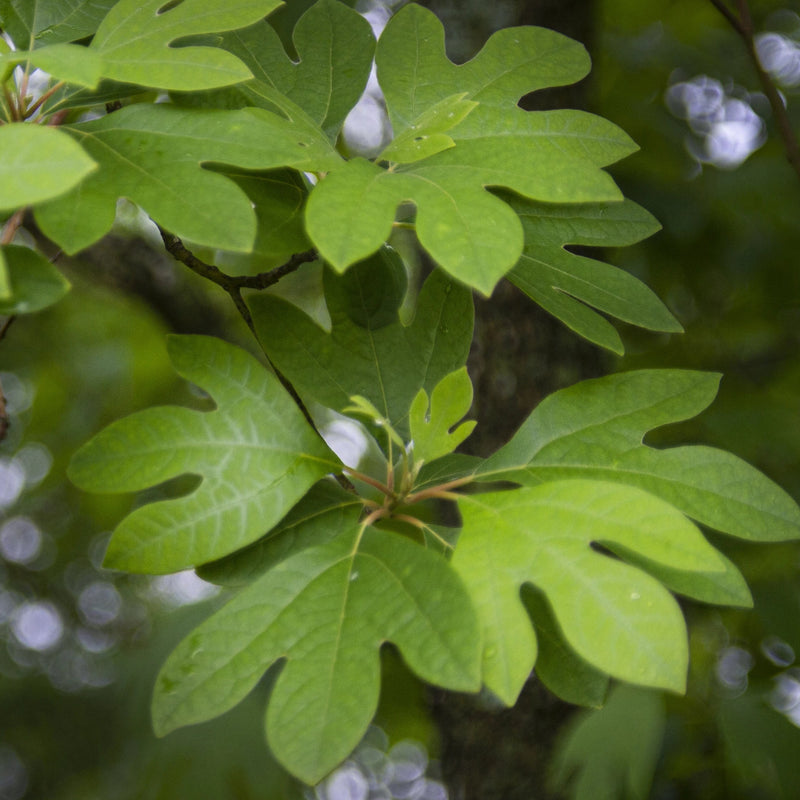 Sassafras Tree – Green Thumbs Garden