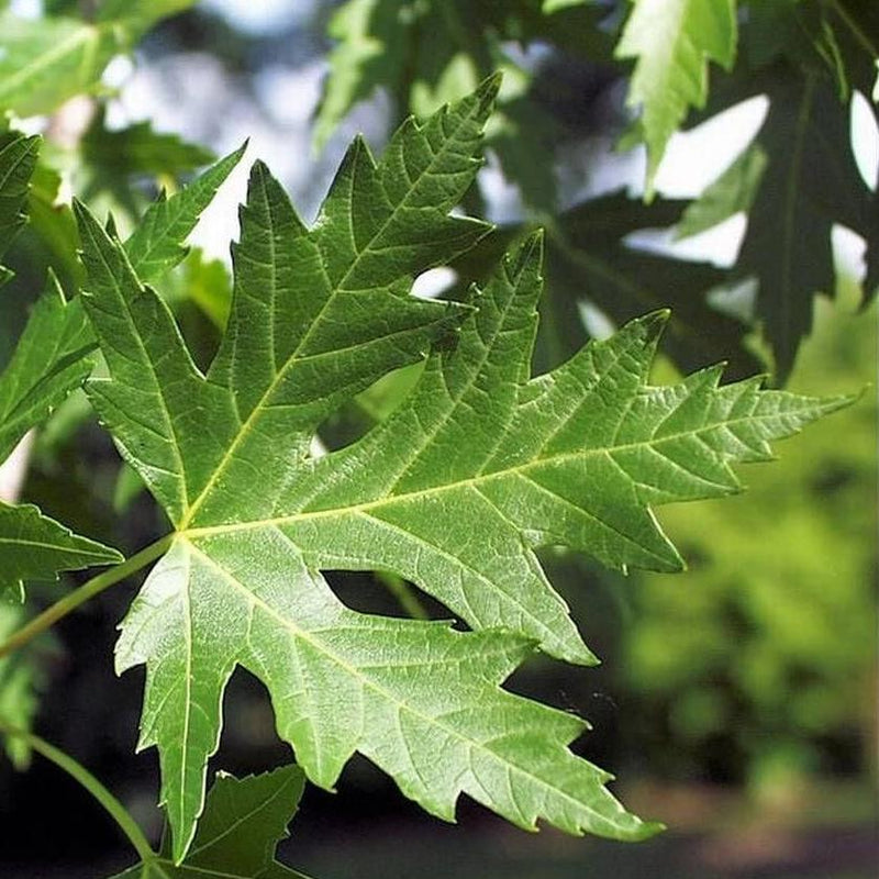 Silver Maple Tree – Green Thumbs Garden