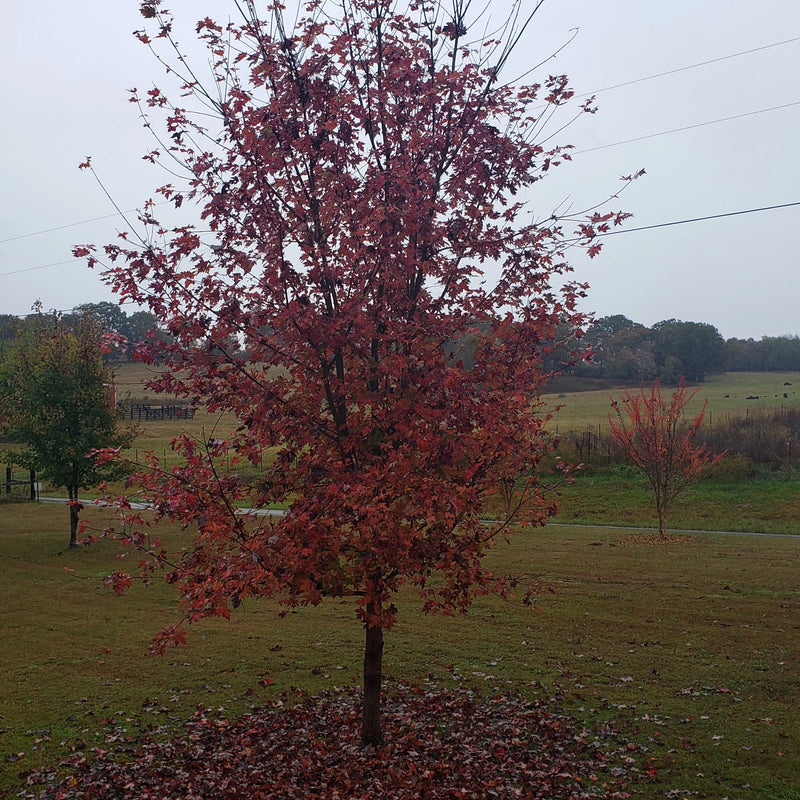Silver Maple Tree – Green Thumbs Garden