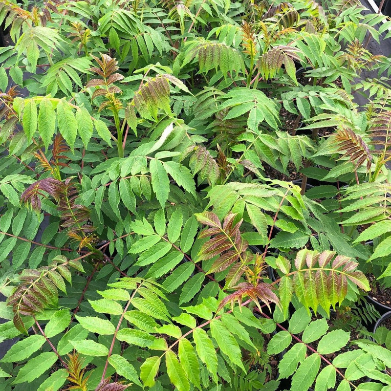 Smooth Sumac Tree – Green Thumbs Garden