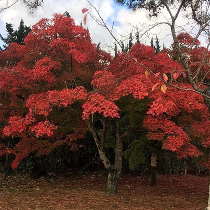Sourwood Tree – Green Thumbs Garden