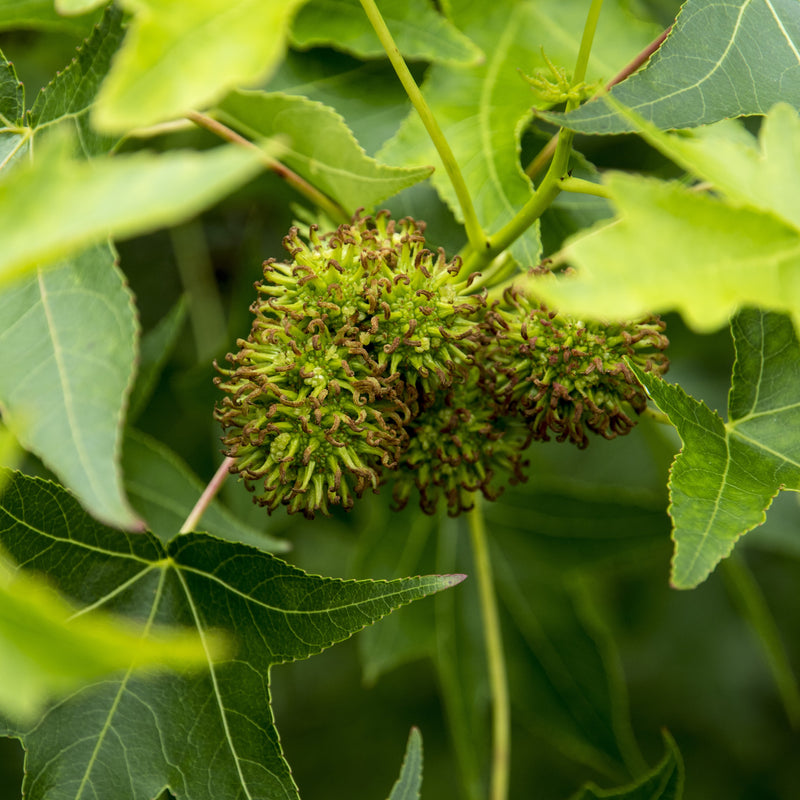 American Sweetgum Tree – Green Thumbs Garden