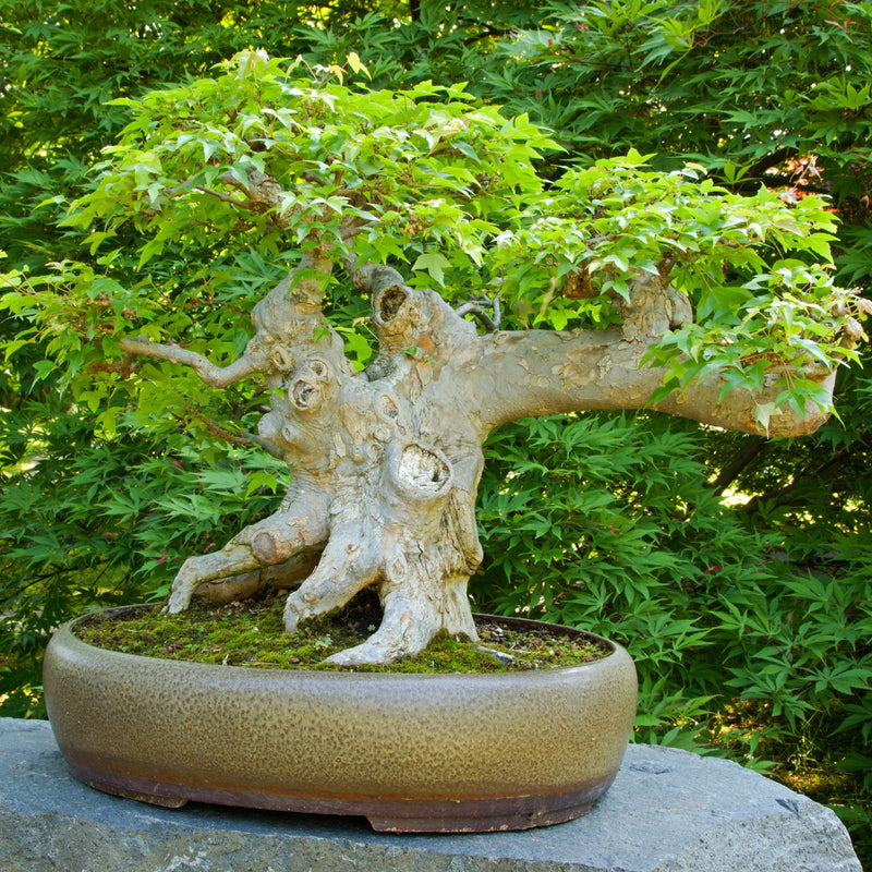 Trident Maple Tree – Green Thumbs Garden