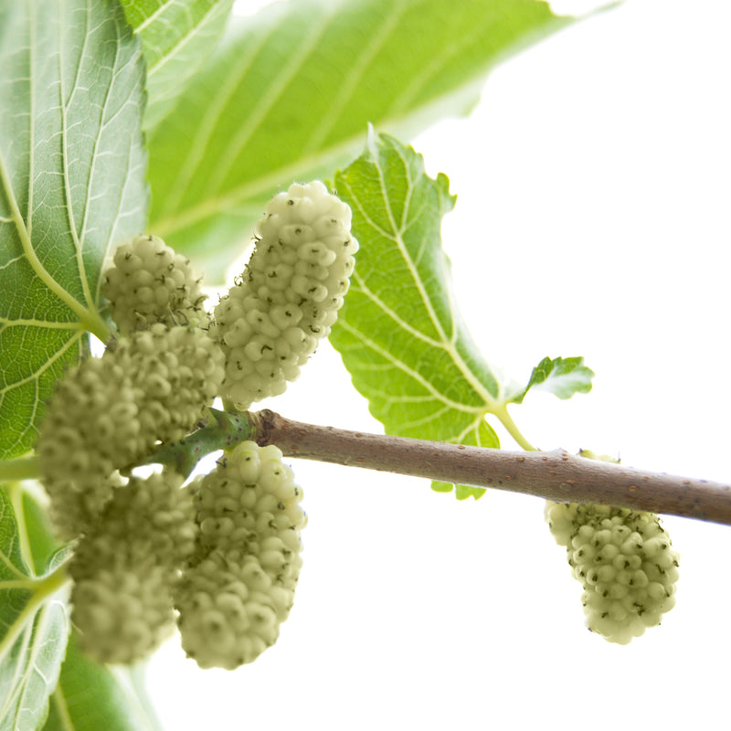 White Mulberry Trees