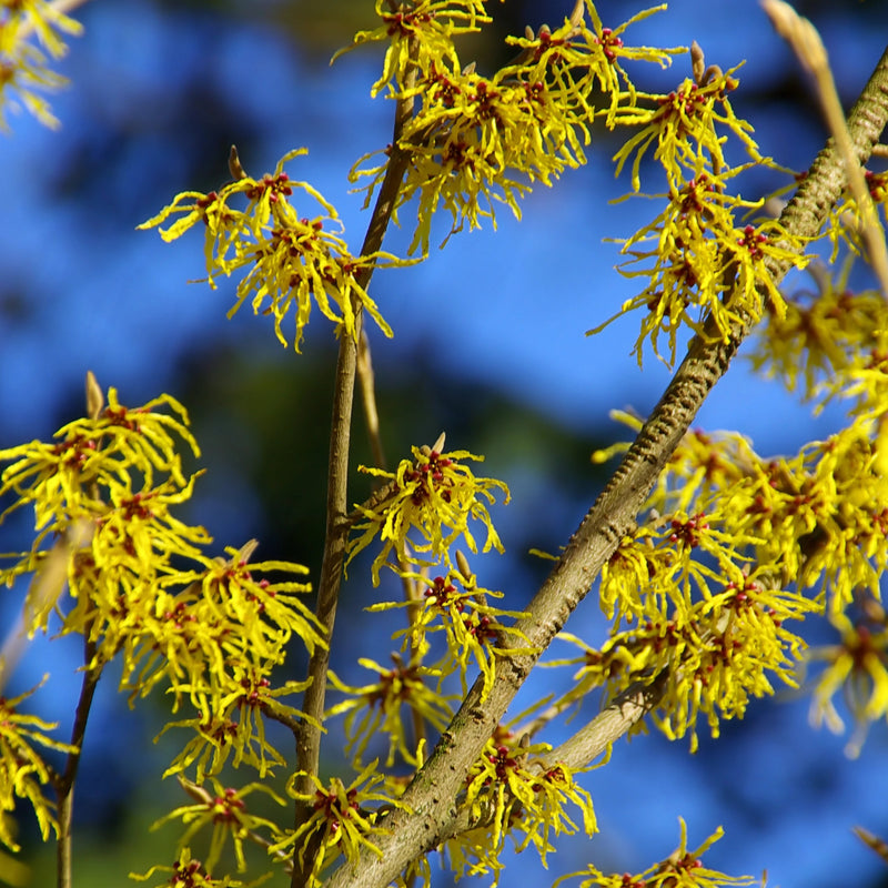 Common Witchhazel Shrub – Green Thumbs Garden