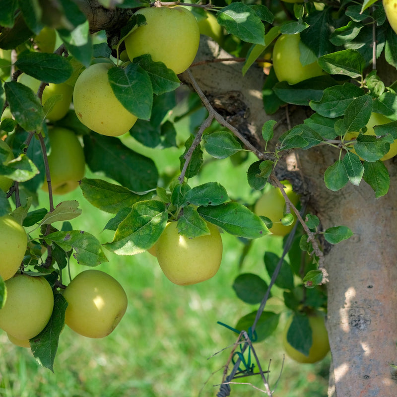Yellow Delicious Apple Tree – Green Thumbs Garden