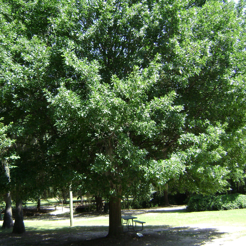 Nuttall Oak Tree – Green Thumbs Garden