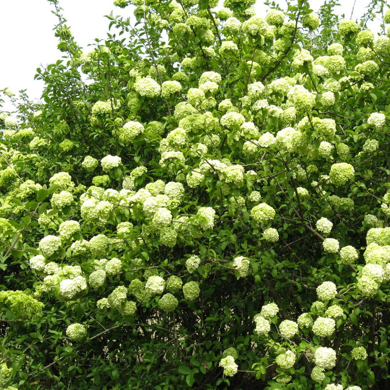 Chinese Snowball Shrub – Green Thumbs Garden