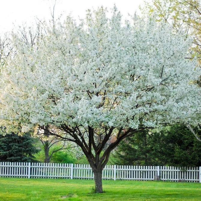 Snowdrift Crabapple Tree – Green Thumbs Garden