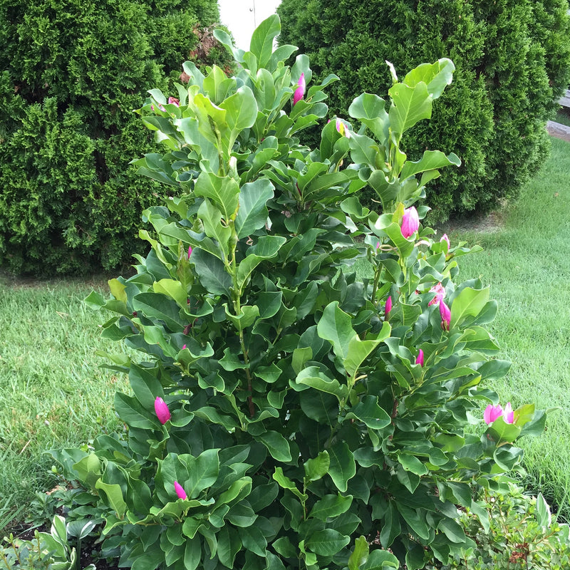 Ann Magnolia Tree – Green Thumbs Garden