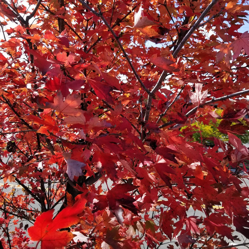 Autumn Blaze Maple Tree – Green Thumbs Garden