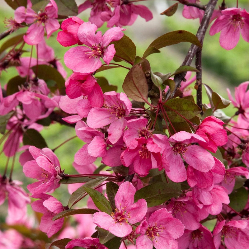 Prairiefire Crabapple Tree – Green Thumbs Garden