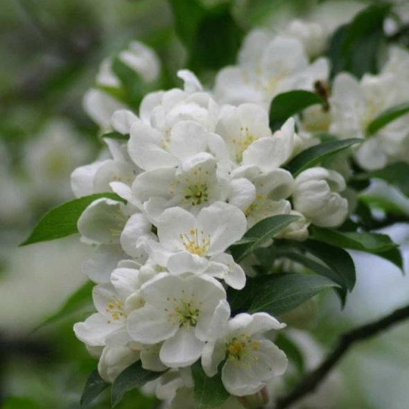 Snowdrift Crabapple Tree – Green Thumbs Garden