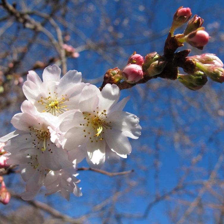 Real Cherry Blossom Tree
